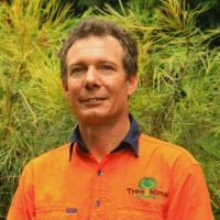 Mayan history – Tree Nimai