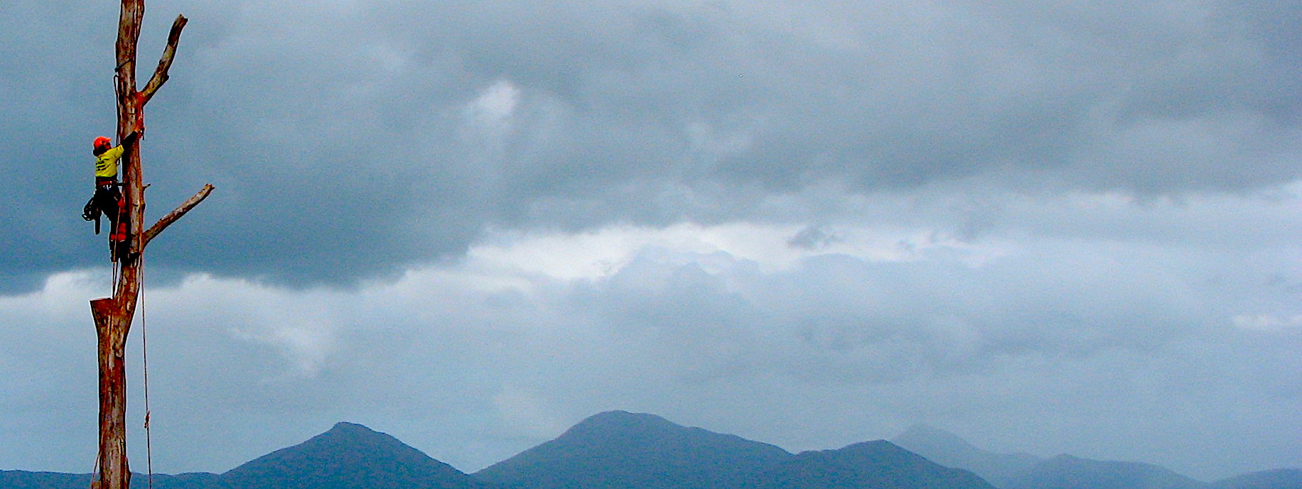 Tree Nimai – Atherton Tablelands Tree Care & Removal