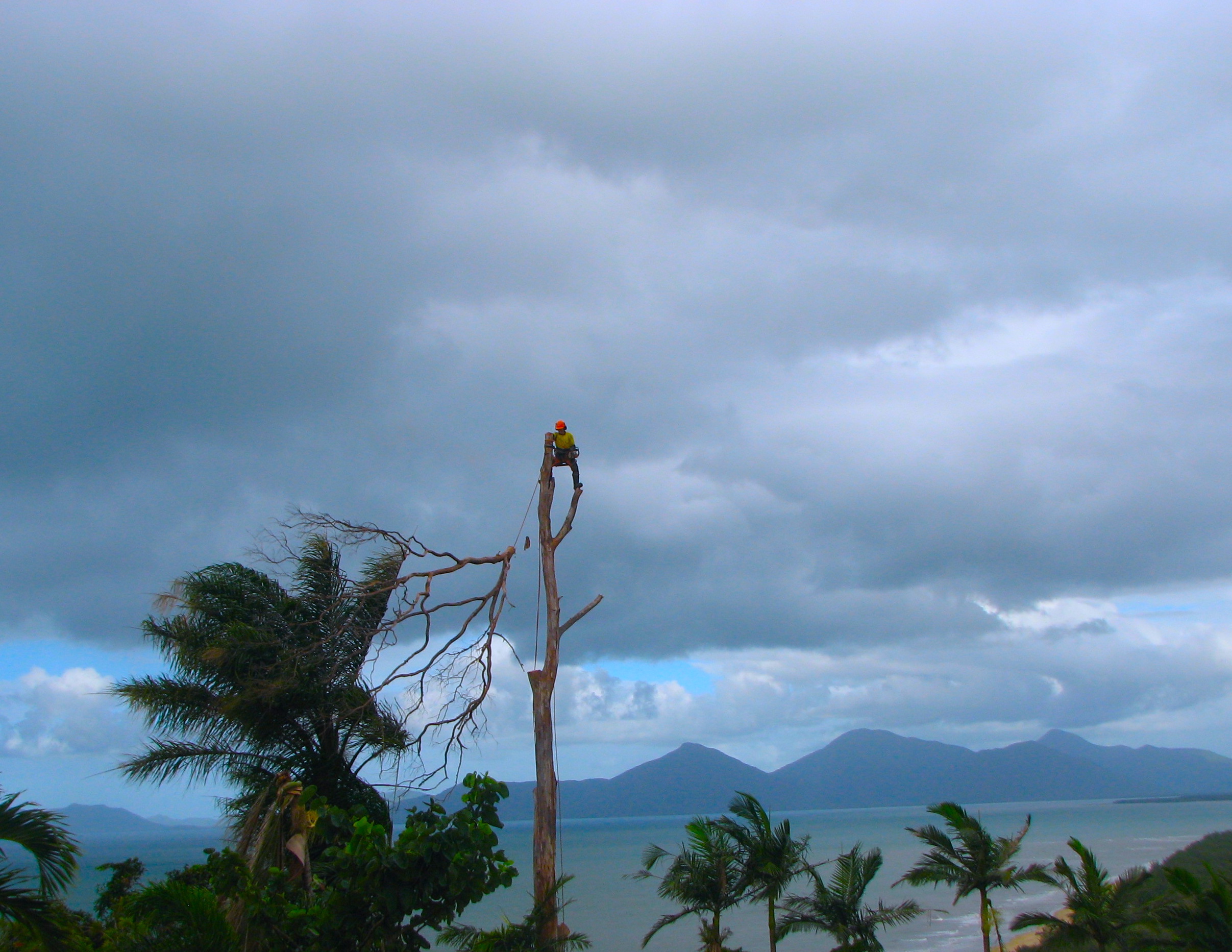 Tree Nimai – Atherton Tablelands Tree Care & Removal